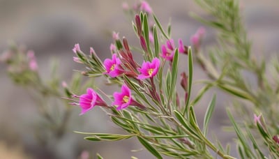 Australian Native Bush Medicine Plants
