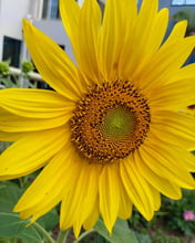 The Science Behind a Sunflower's Sun-Tracking Ability