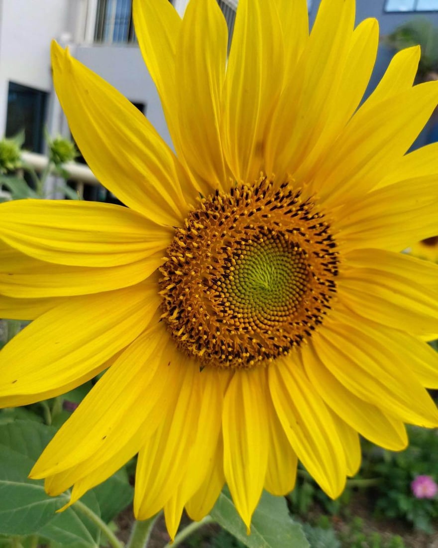 The Science Behind a Sunflower's Sun-Tracking Ability
