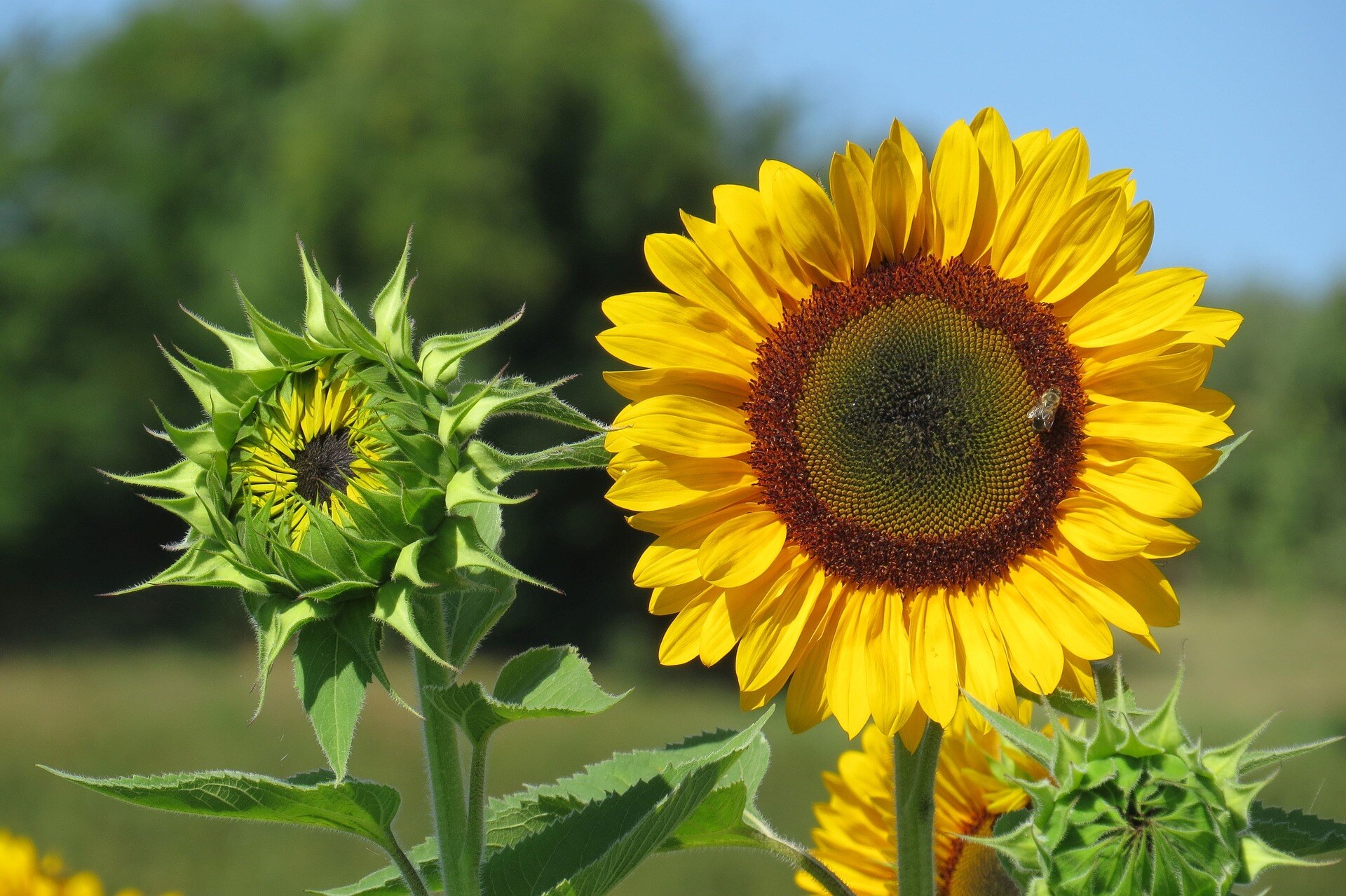 The Science Behind a Sunflower's Sun-Tracking Ability